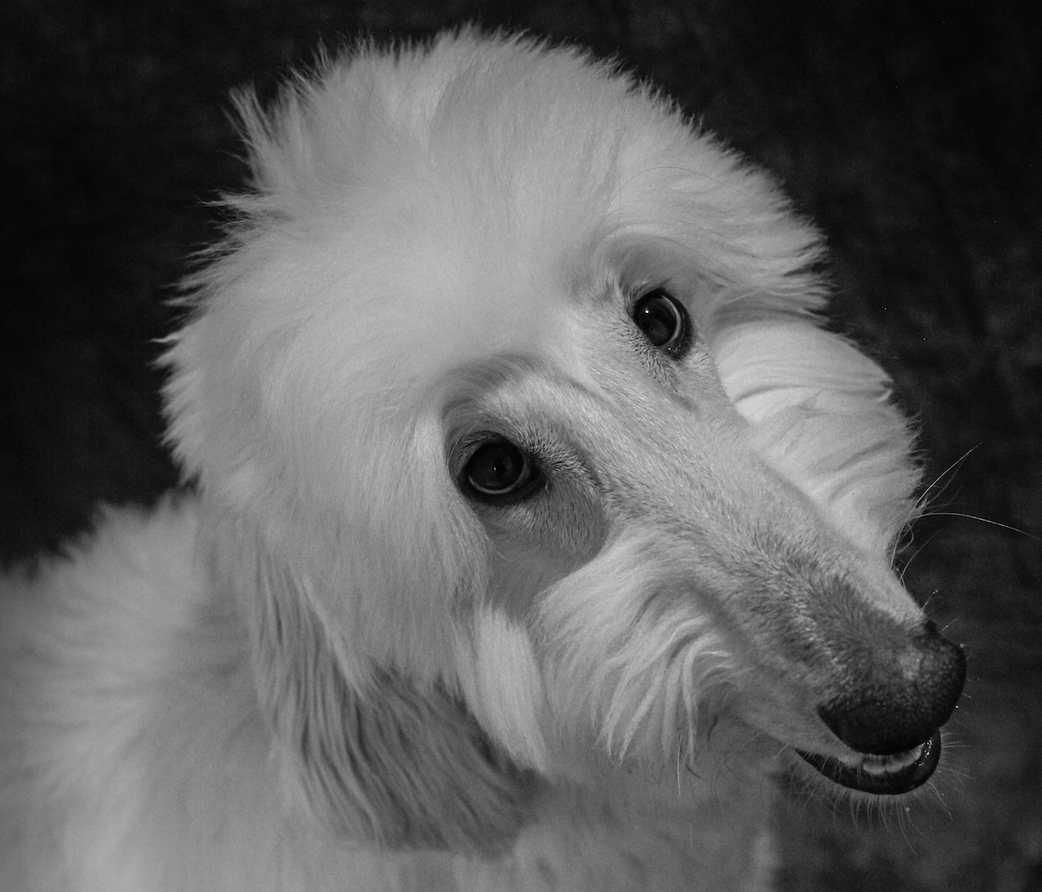 Solor – ANIMUS ANIMA-L