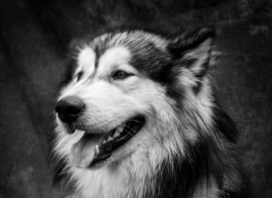 Elki – ANIMUS ANIMA-L