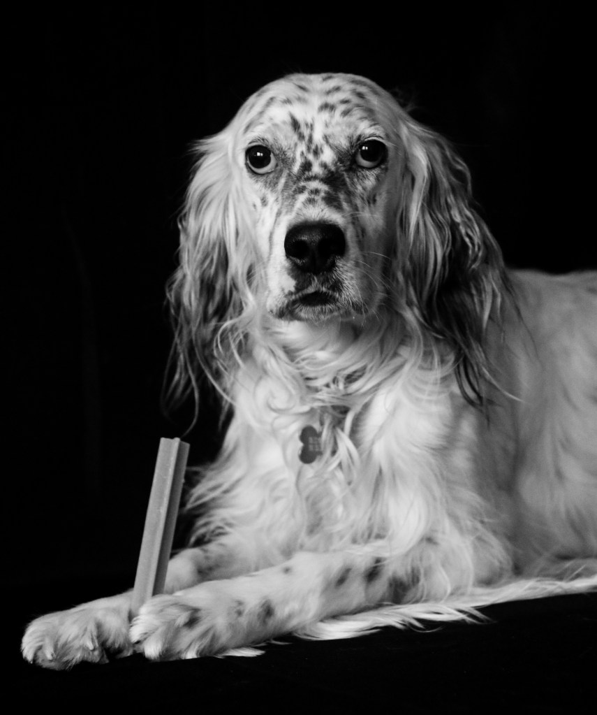 Lola – ANIMUS ANIMA-L